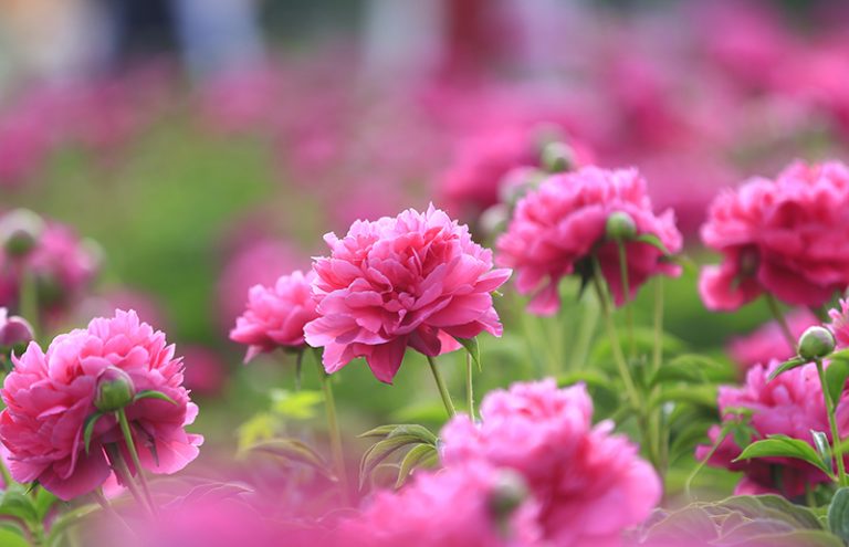 5 Spring Flowers to Enhance Your Garden on the Main Line
