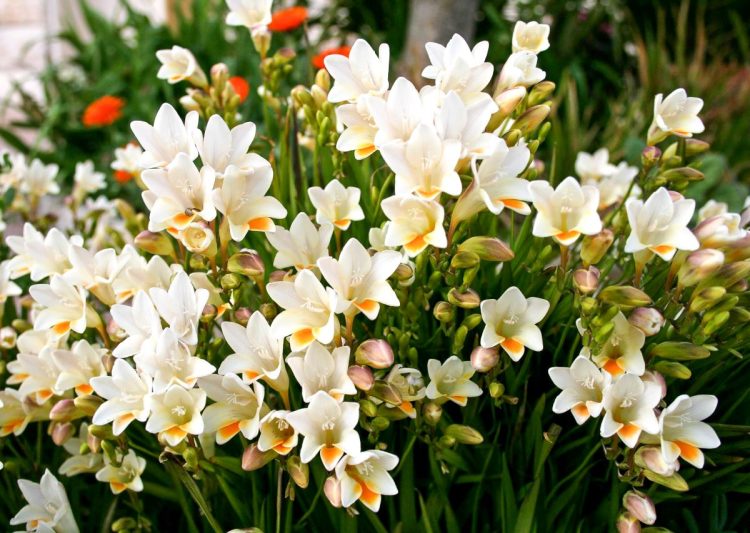 6 Spring Flowers to Enhance Your Garden on the Main Line