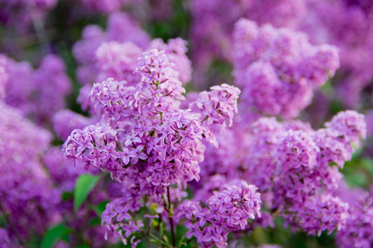 6 Spring Flowers to Enhance Your Garden on the Main Line