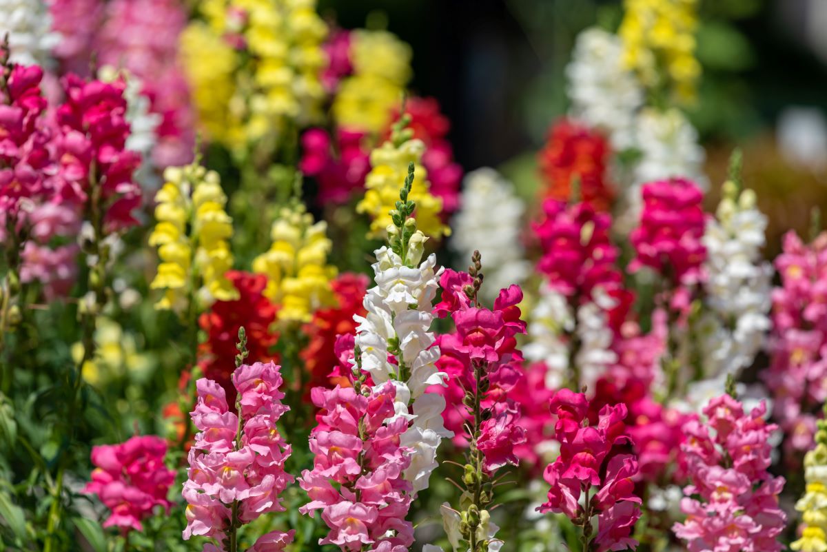 6 Spring Flowers to Enhance Your Garden on the Main Line