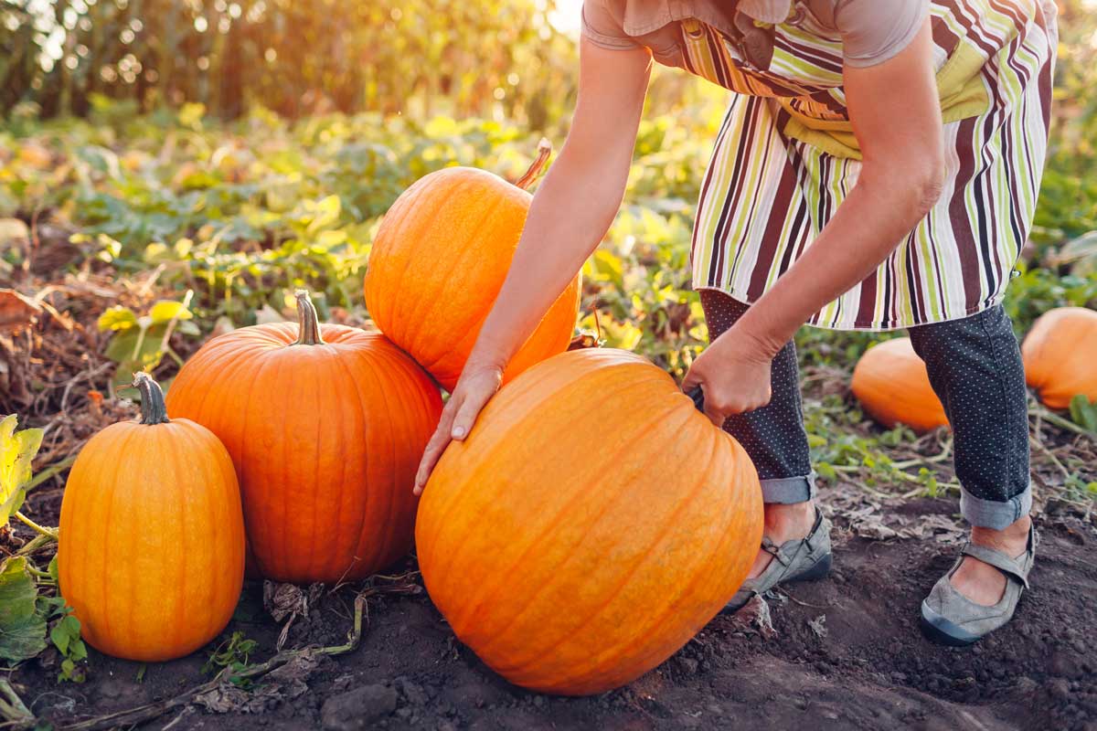 Where to Go Pumpkin Picking Around the Main Line & Philadelphia