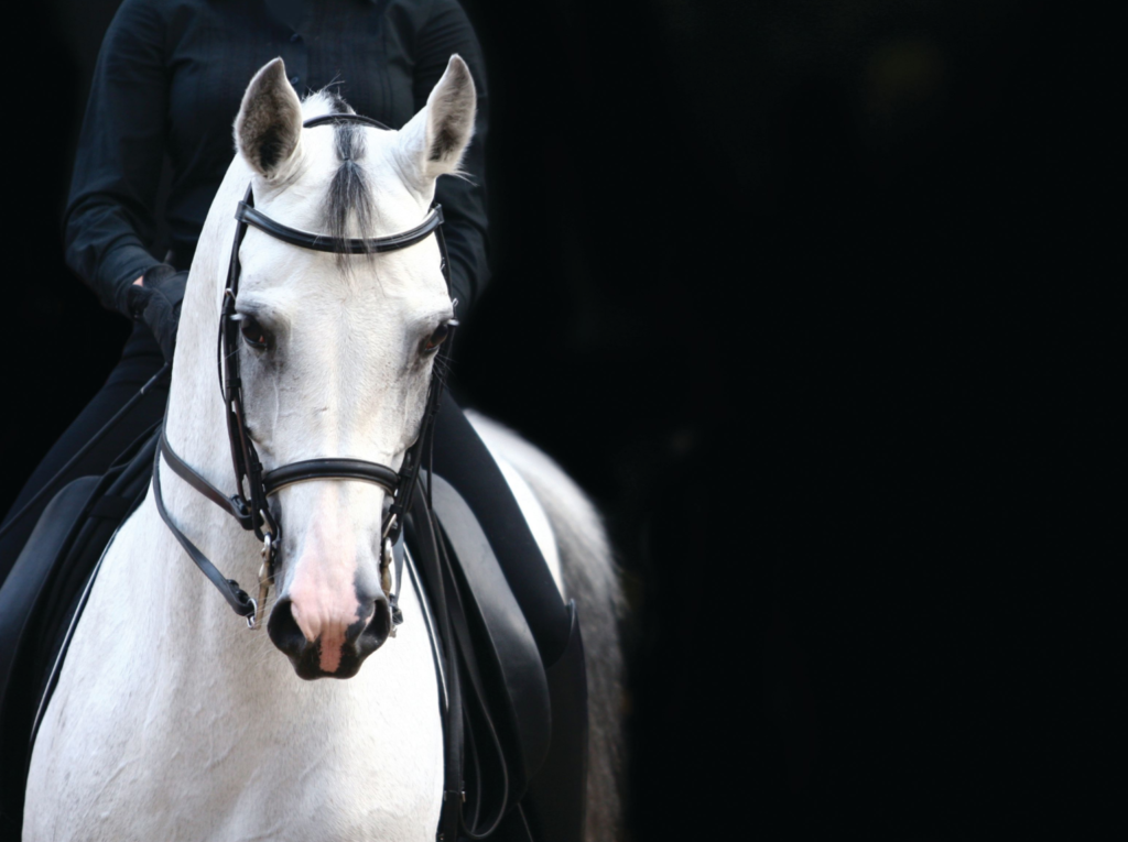 Meet the Women of Steeplechase Racing