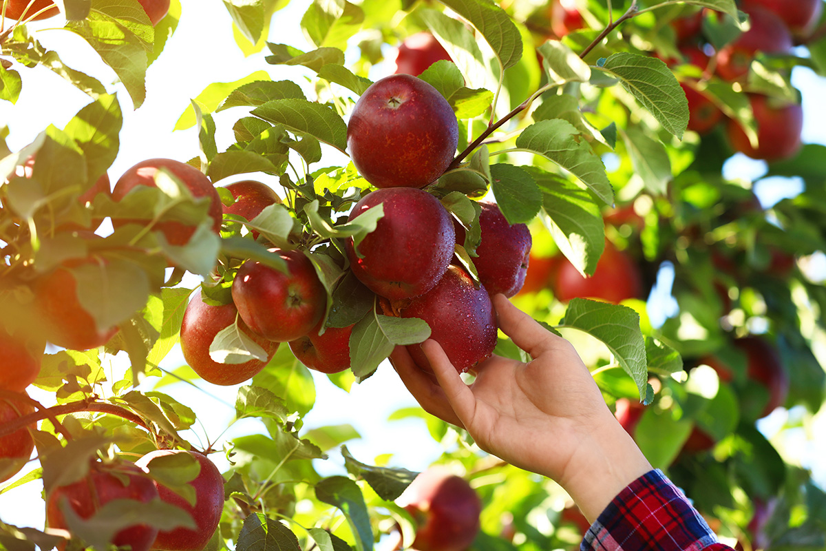 Pick Your Own Apples at These Orchards in the Main Line Region