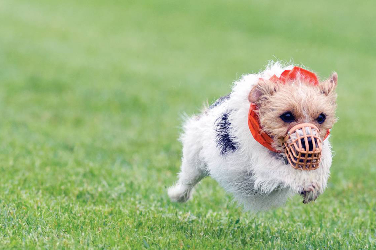 The Jack Russell Terrier Races Are a Willowdale Steeplechase Tradition