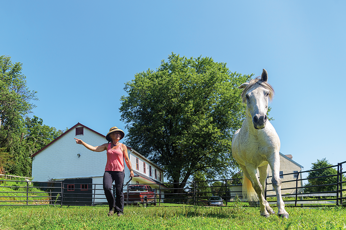 A Chester Springs Horse Lover Helps Preserve a Unique Heritage Breed