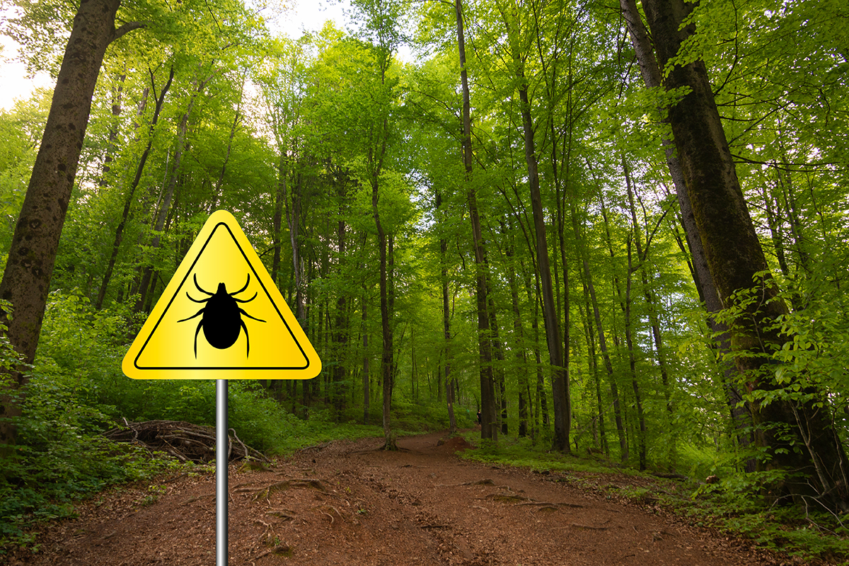 Lyme Disease Information and Awareness to Take Note of in 2021