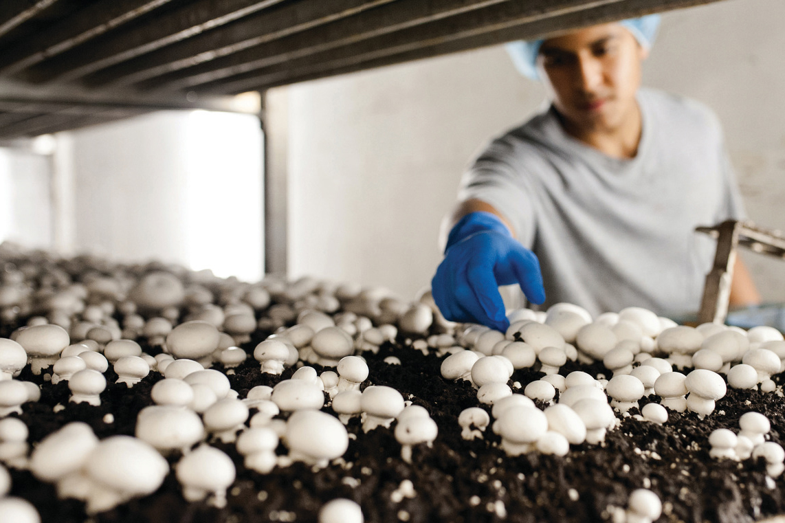 Why Kennett Square Is the Mushroom Capital of the World