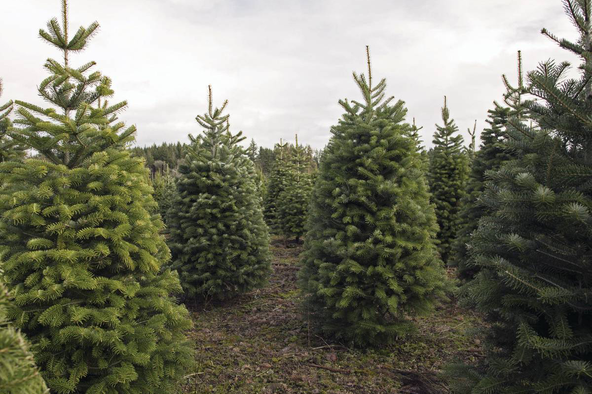 Chester County's Christmas Tree Farms Keep on Growing