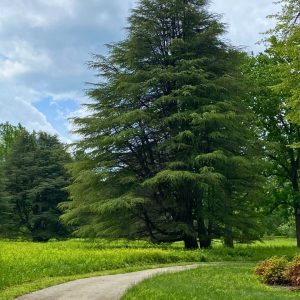 What to Know Before Visiting Tyler Arboretum