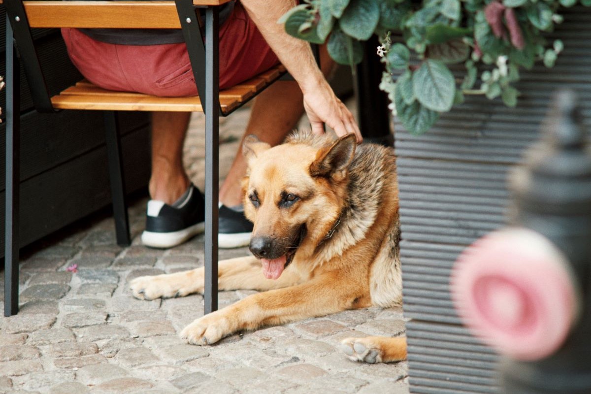9 Dog-Friendly Restaurants Around the Main Line