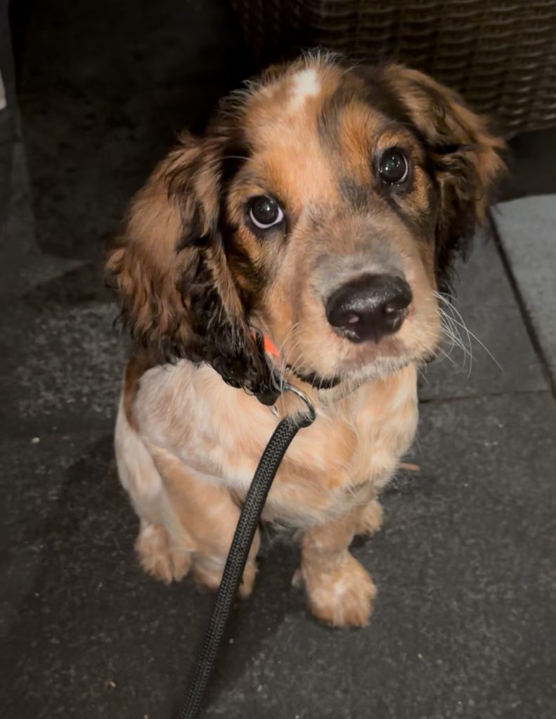 Inn at Swarthmore Offers Gourmet Dining and Dog-Friendly Stays